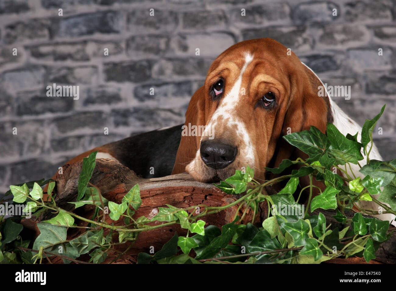 Smooth hounds hi-res stock photography and images - Alamy