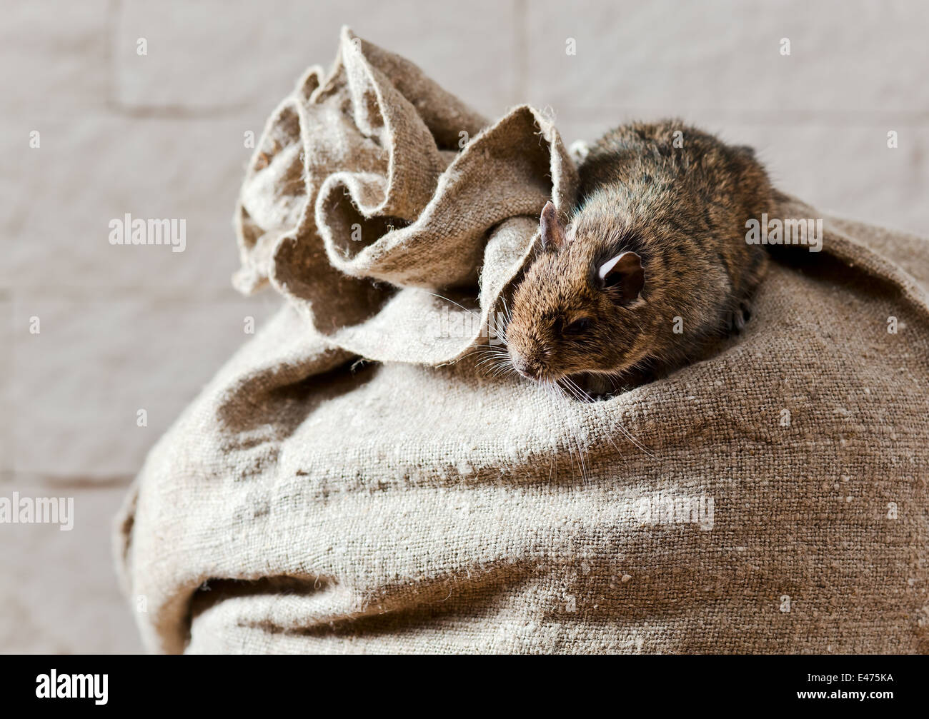 The degu (Octodon degus) is a small caviomorph rodent that is endemic ...