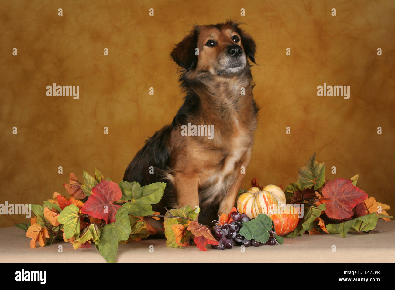 Mongrel dog hi-res stock photography and images - Alamy