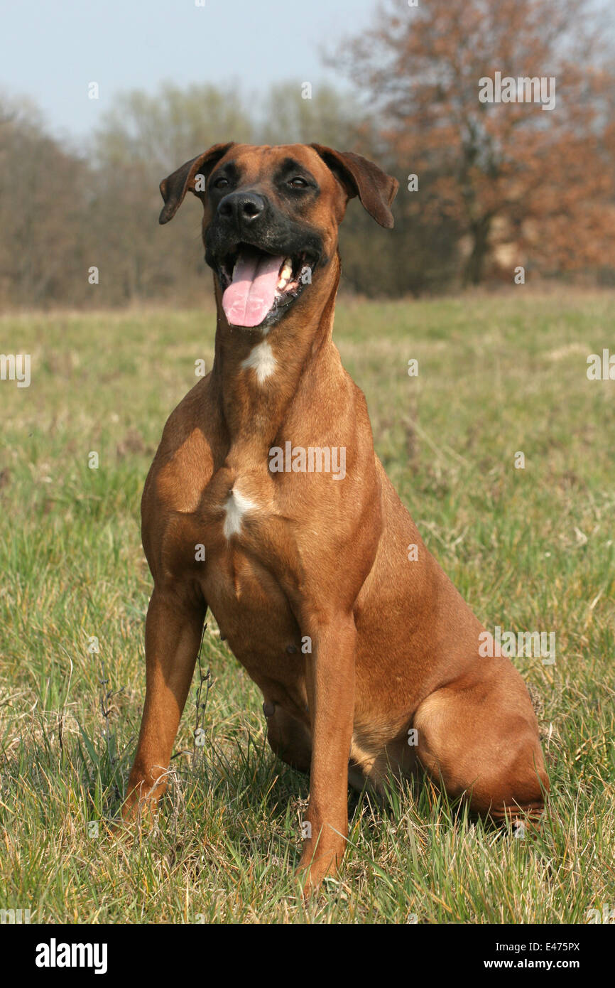 Mongrel dog hi-res stock photography and images - Alamy