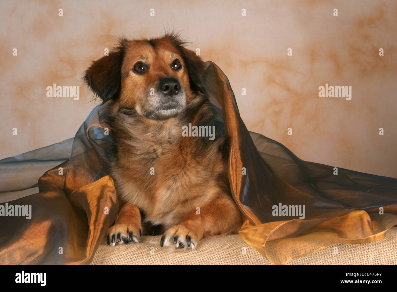 Mongrel dog hi-res stock photography and images - Alamy