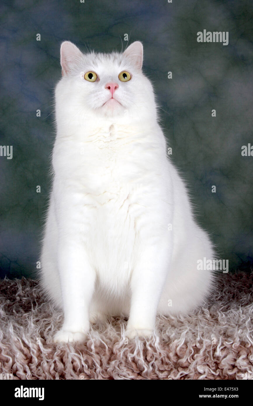White domestic cat sits hi-res stock photography and images - Alamy