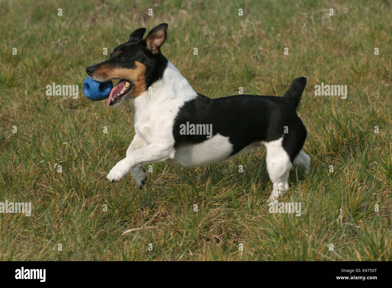 Jack Russell Terrier Stock Photo - Alamy