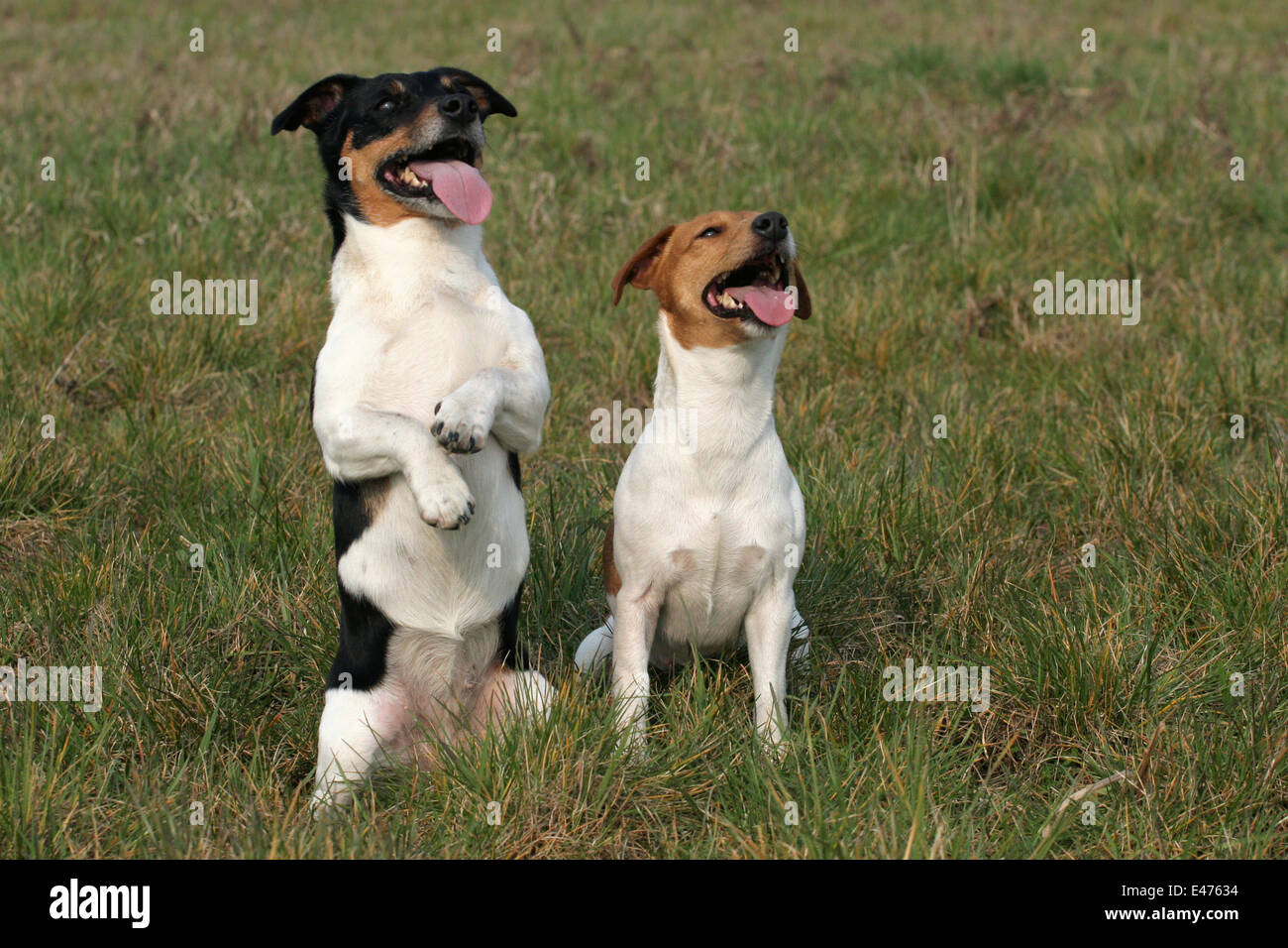 Jack russell terrier sitting up hi-res stock photography and images - Alamy