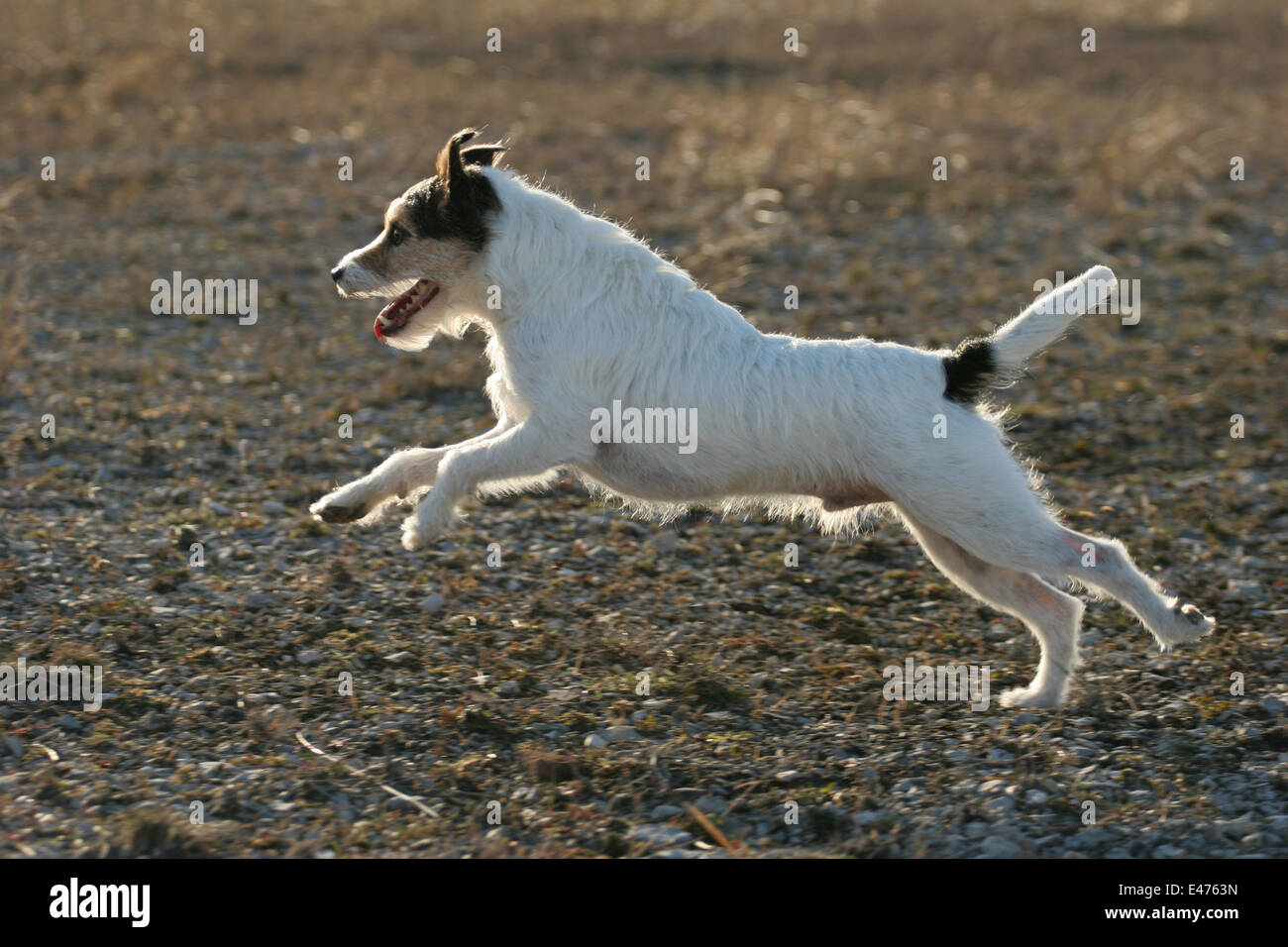 Parson Russell Terrier Stock Photo - Alamy