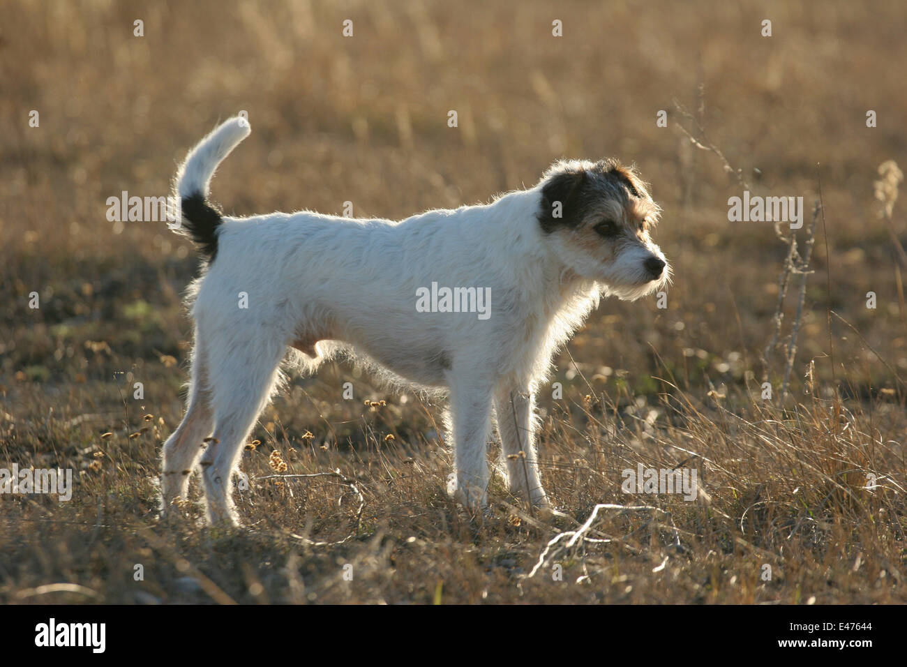 Parson Russell Terrier Stock Photo - Alamy