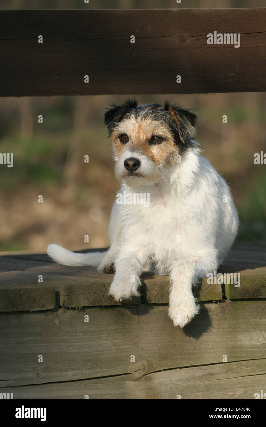 Parson Russell Terrier Stock Photo - Alamy