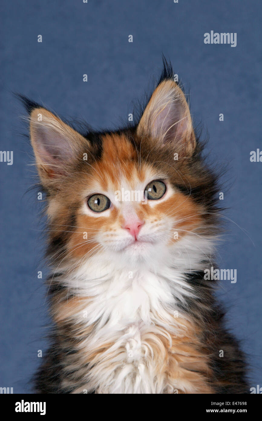 Maine Coon Kitten Stock Photo - Alamy