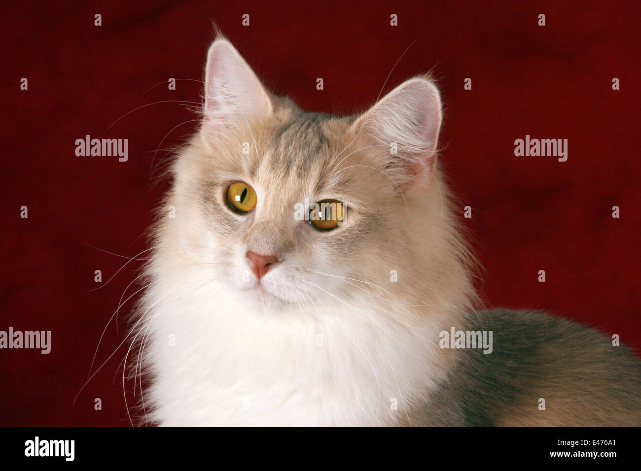 Amber light tabby ticked white hi-res stock photography and images - Alamy