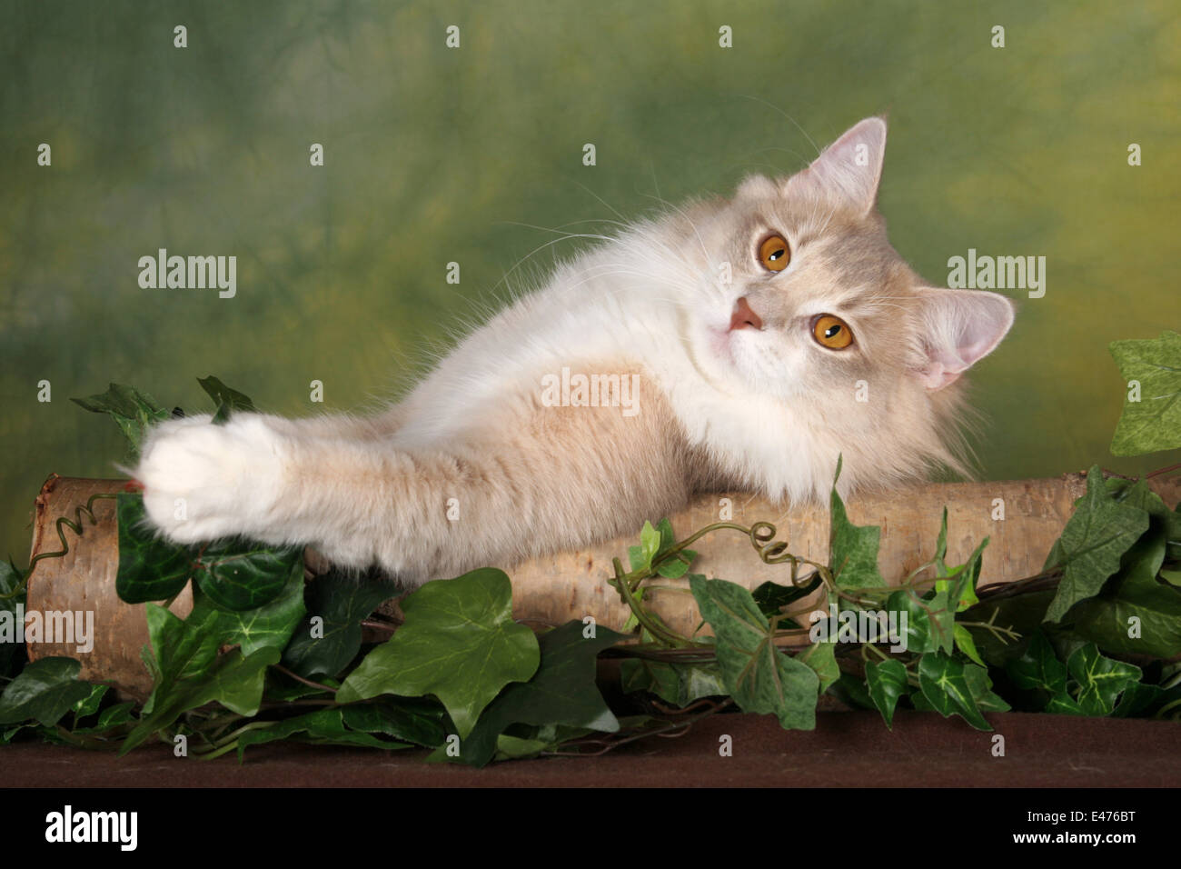 Norwegian Forest Cat Stock Photo - Alamy