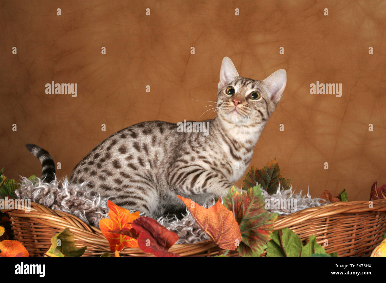 Ocicats hi-res stock photography and images - Alamy