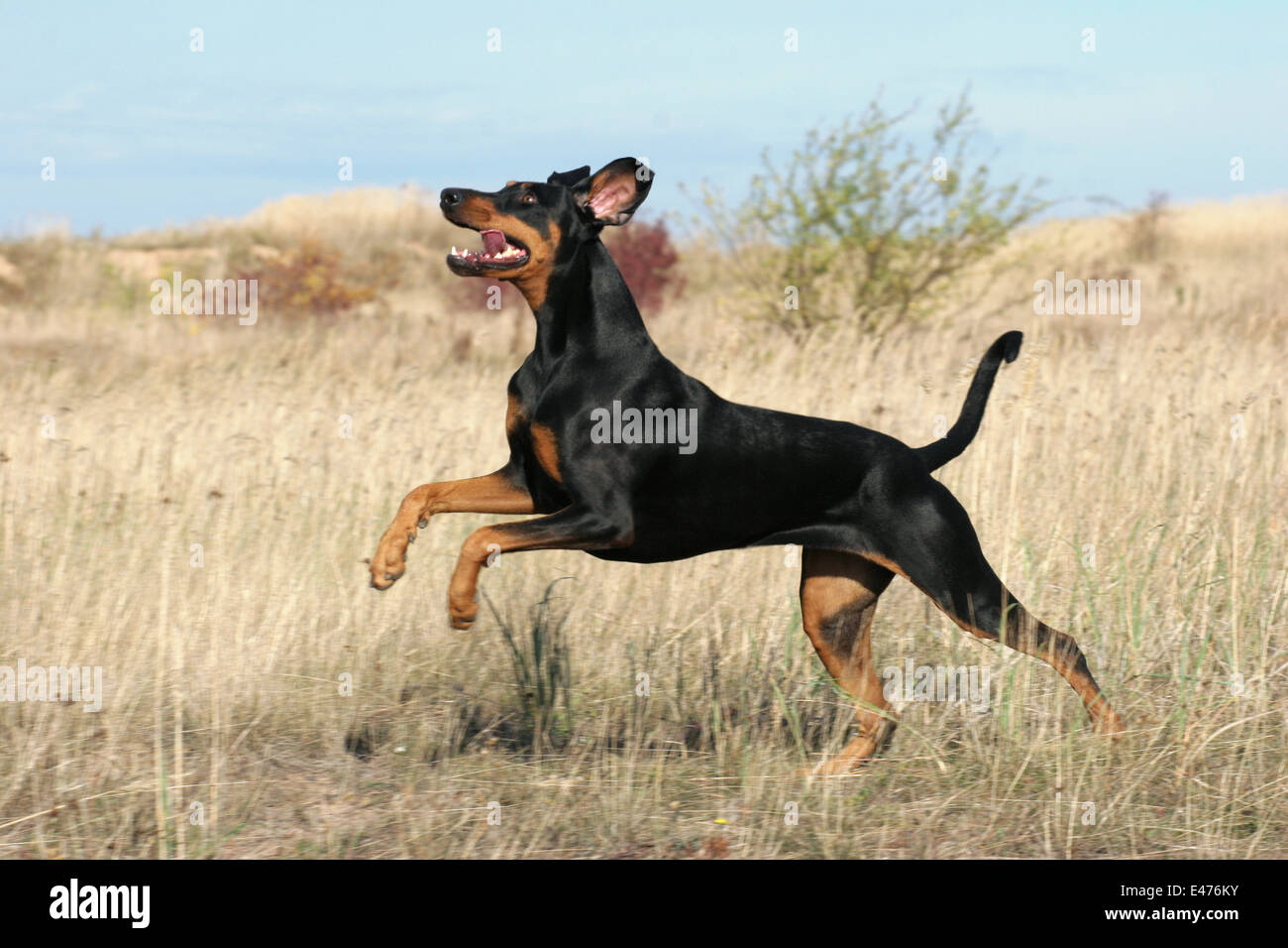 Side view adult doberman pinscher hi-res stock photography and images ...