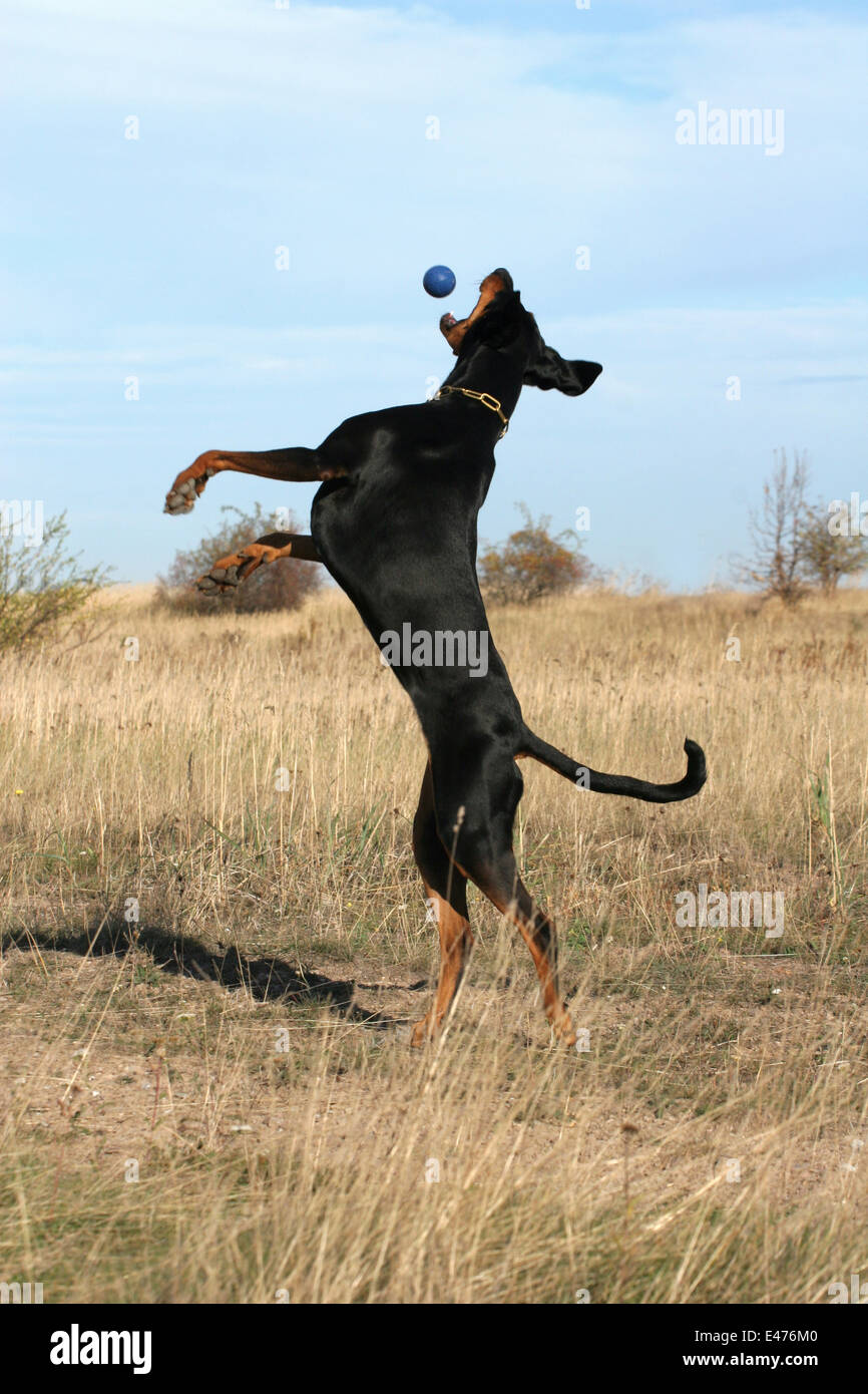 Side view adult doberman pinscher hi-res stock photography and images ...