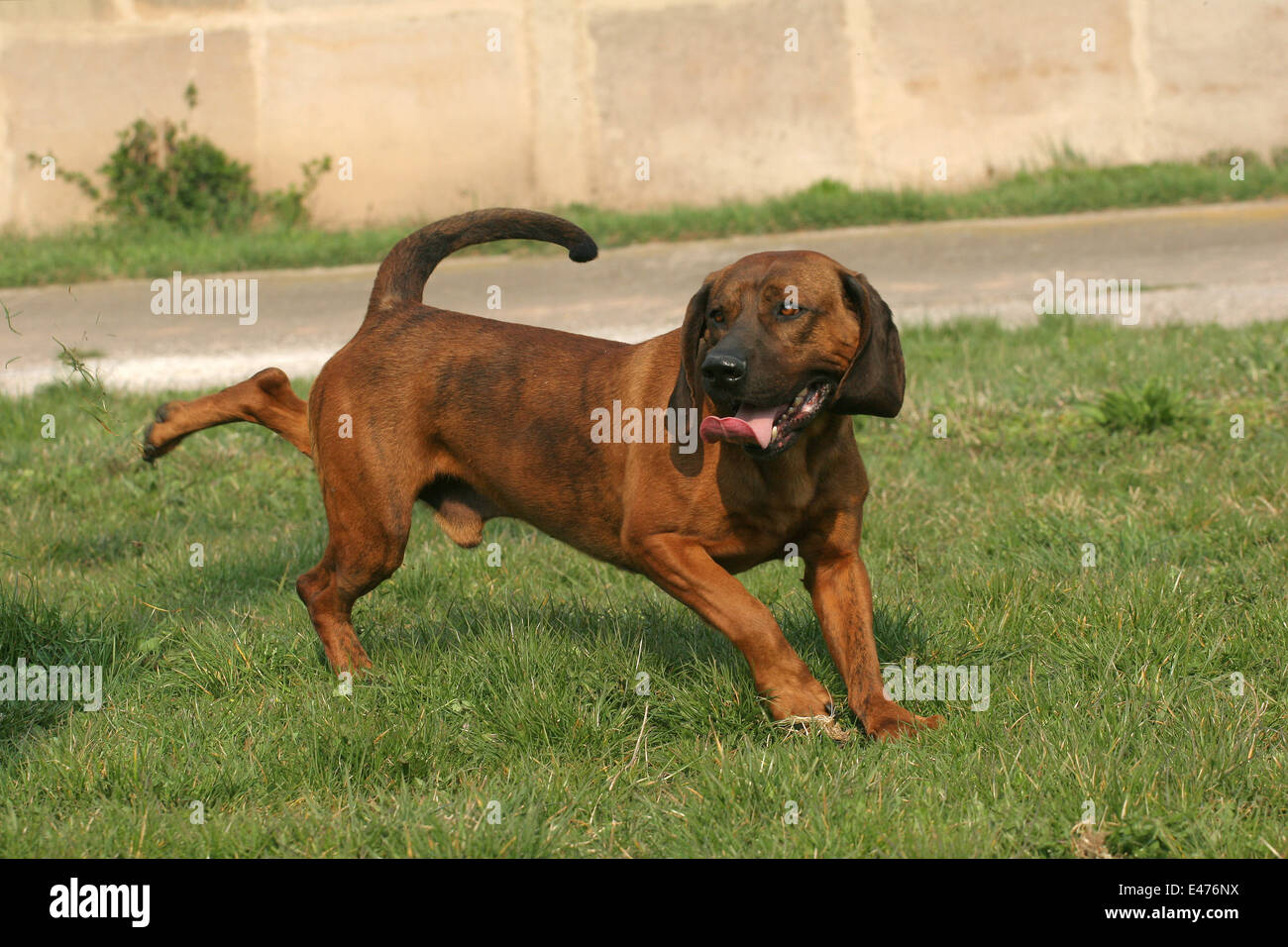Bavarian Mountain Dog Stock Photo - Alamy