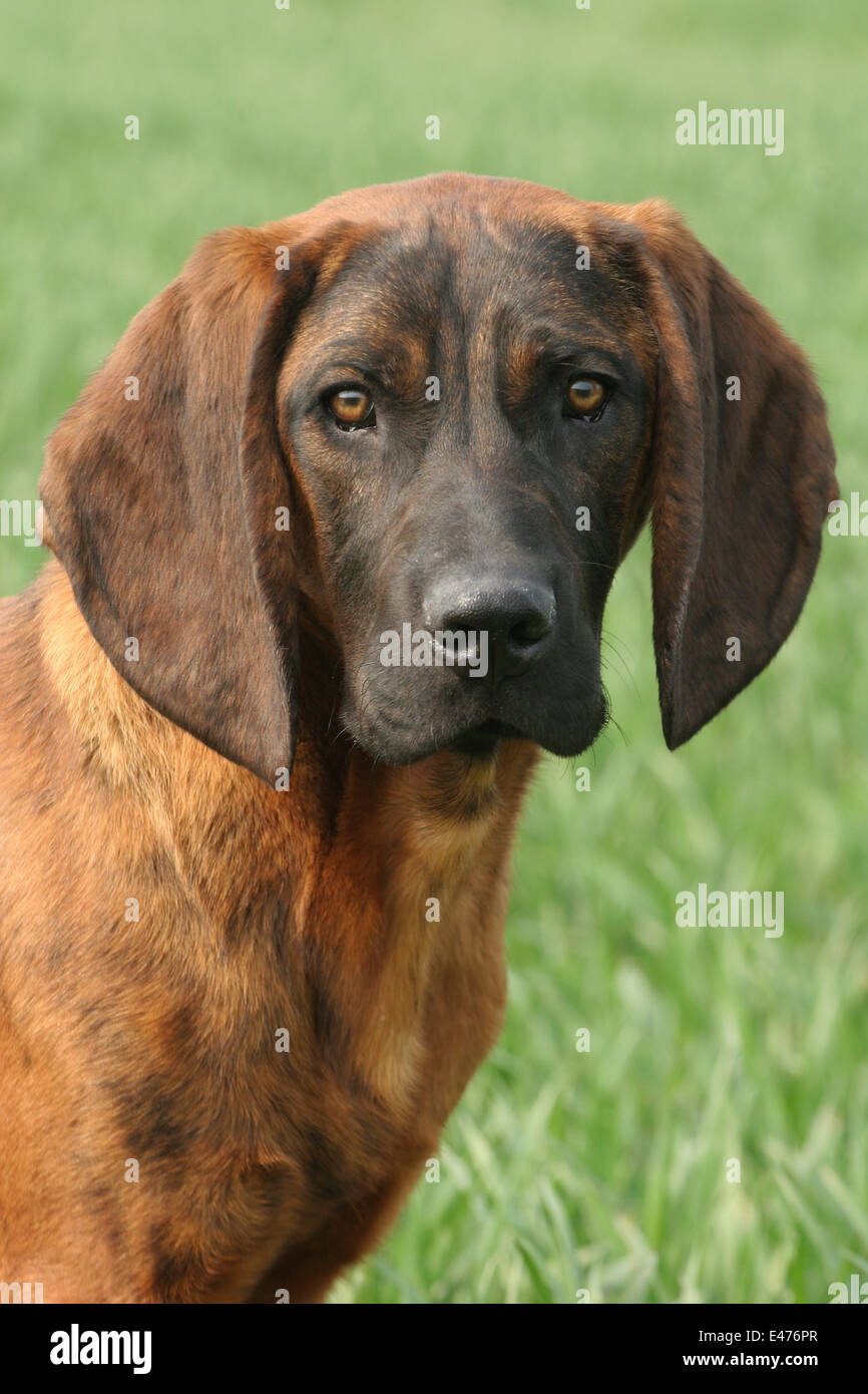 Bavarian Mountain Dog Stock Photo - Alamy