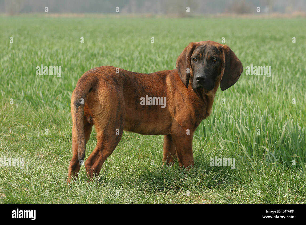Bavarian Mountain Dog Stock Photo - Alamy