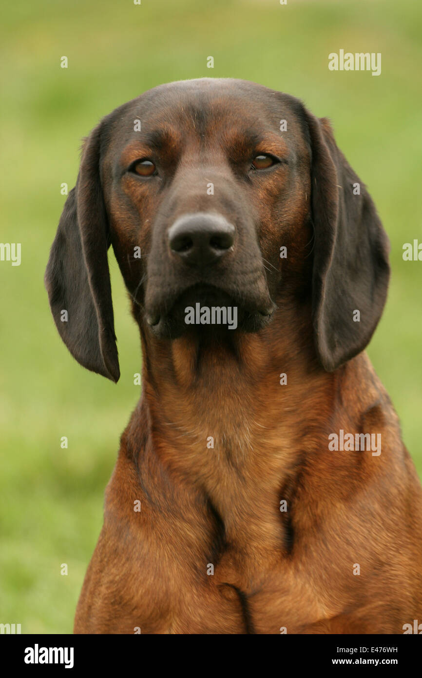 Bavarian hound hunting hi-res stock photography and images - Alamy