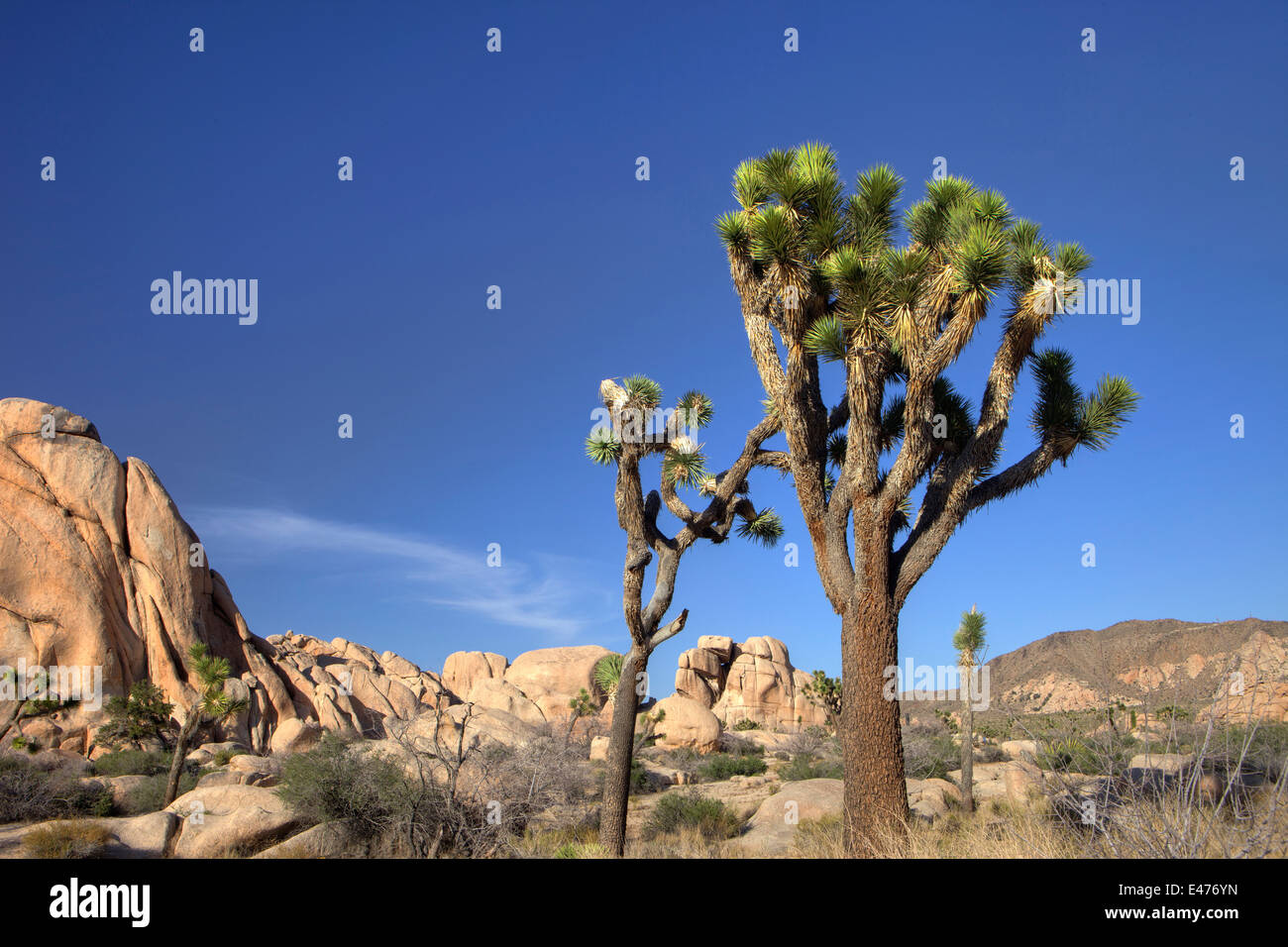 Joshua Trees and Rock Formations, Joshua Tree National Park, Calif. USA ...