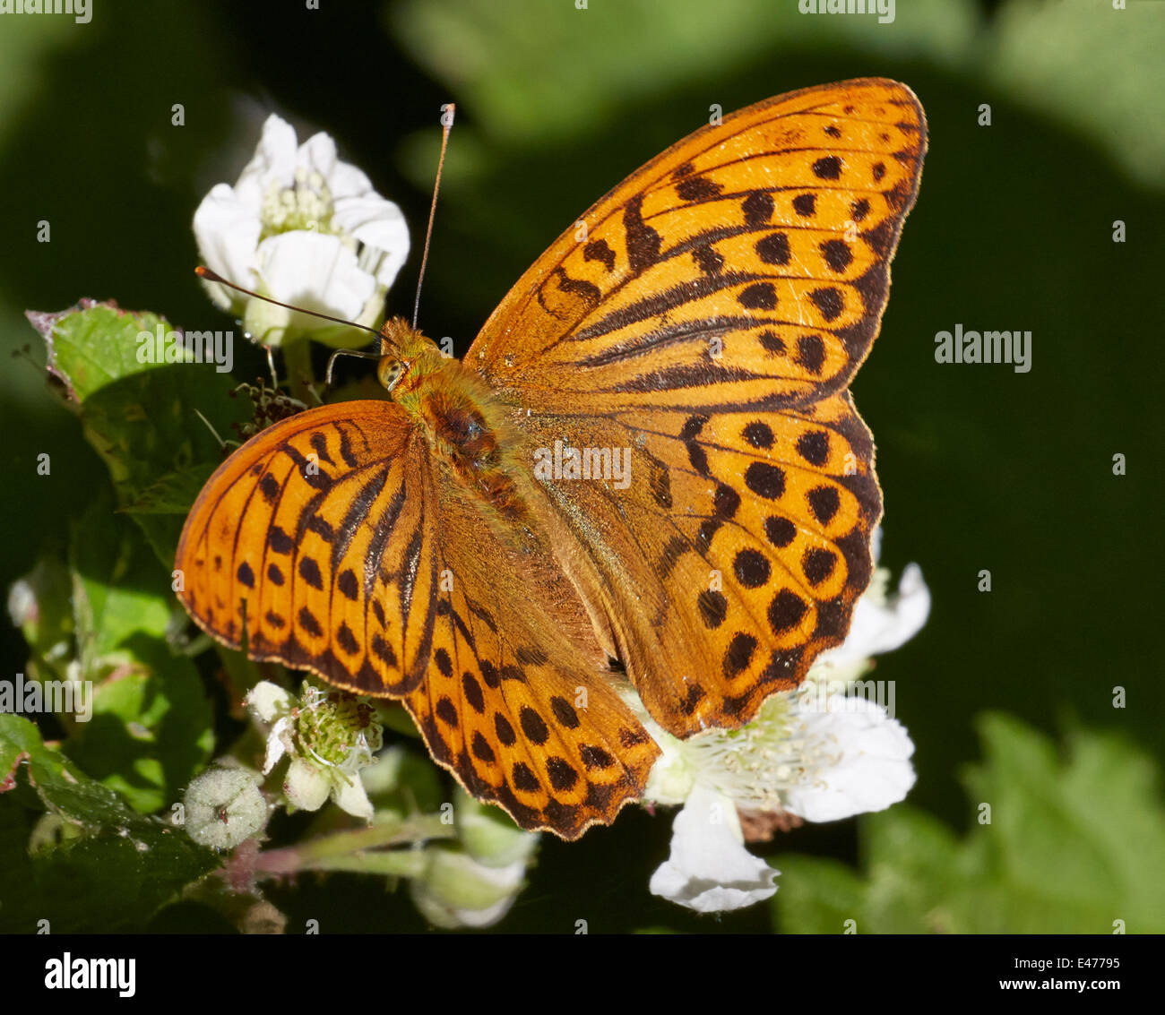 Silver washed fritillary butterfly hi-res stock photography and images ...