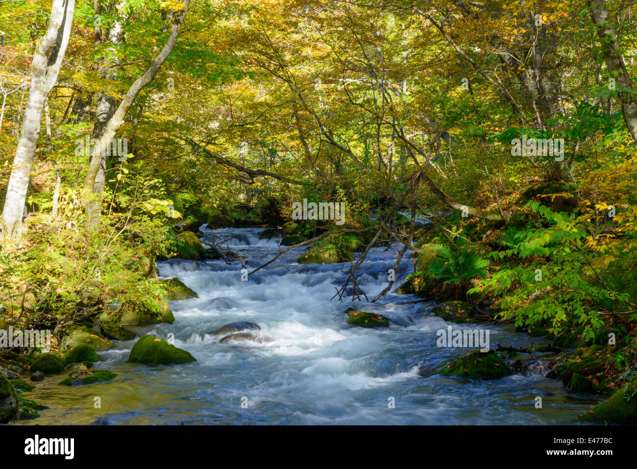 Autumn of Oirase Gorge in Aomori, Japan Stock Photo - Alamy