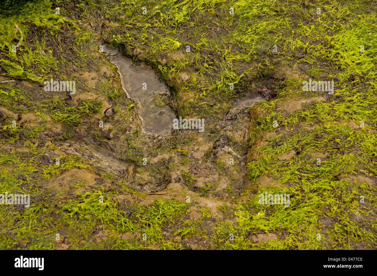 Dinosaur Footprint in the rock at Staffin Bay Stock Photo - Alamy