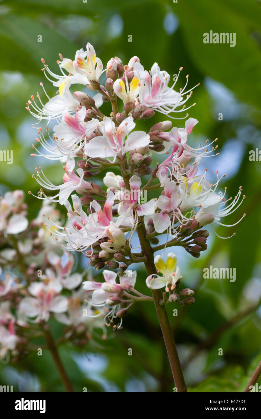 Indian horse chestnut tree hi-res stock photography and images - Alamy