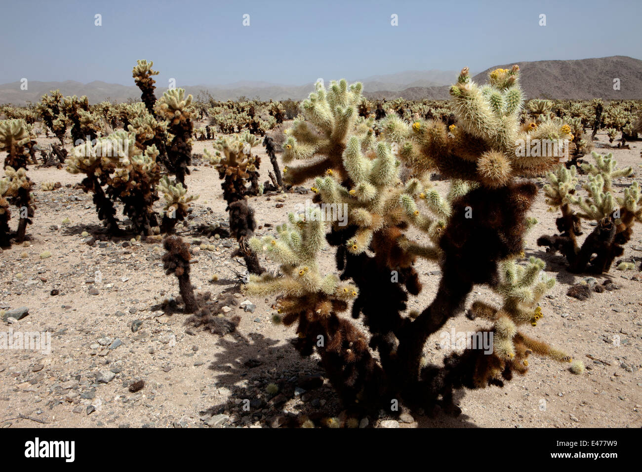 Cholla Pencil Cactus High Resolution Stock Photography and Images - Alamy