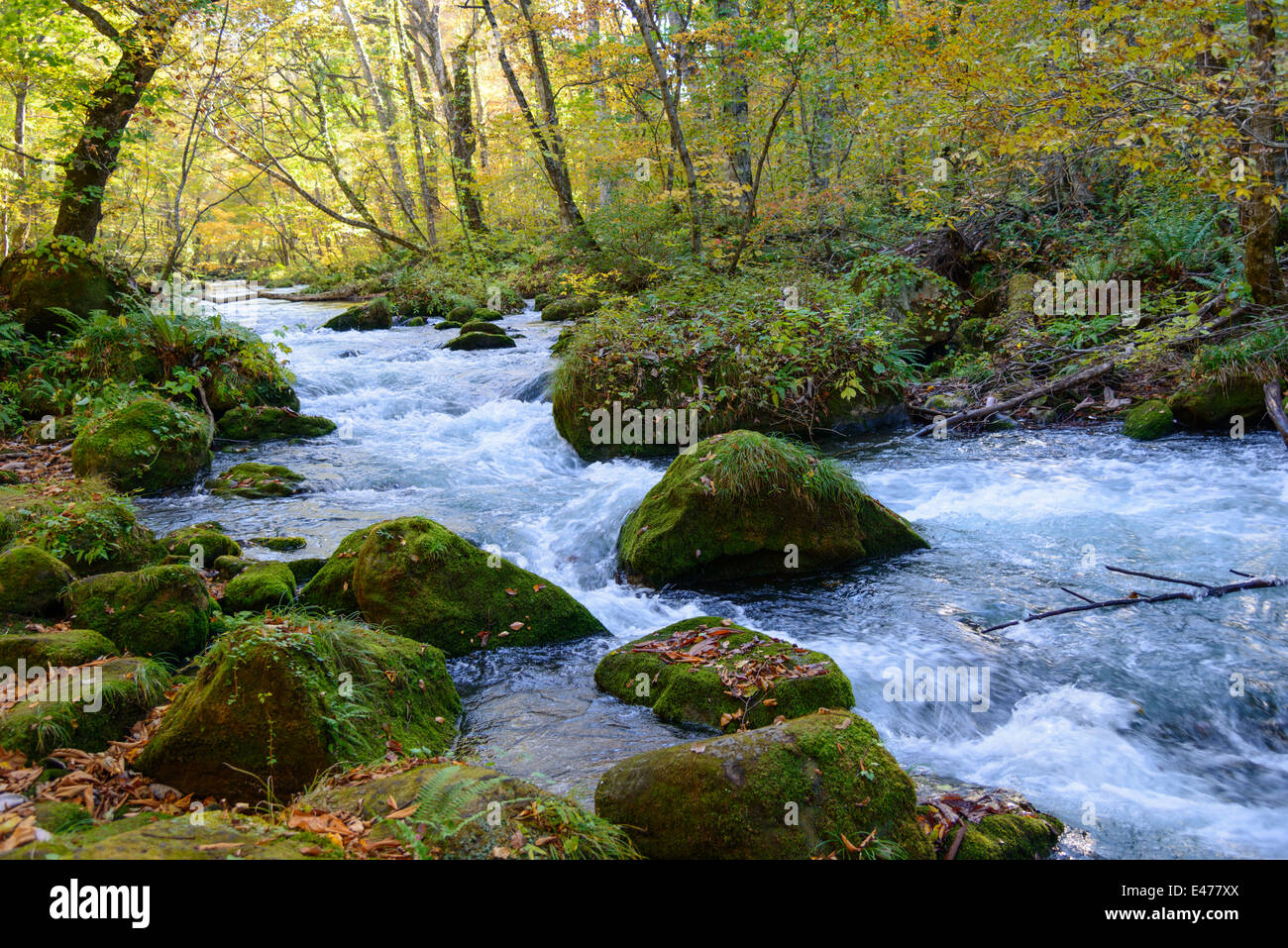 Autumn of Oirase Gorge in Aomori, Japan Stock Photo - Alamy