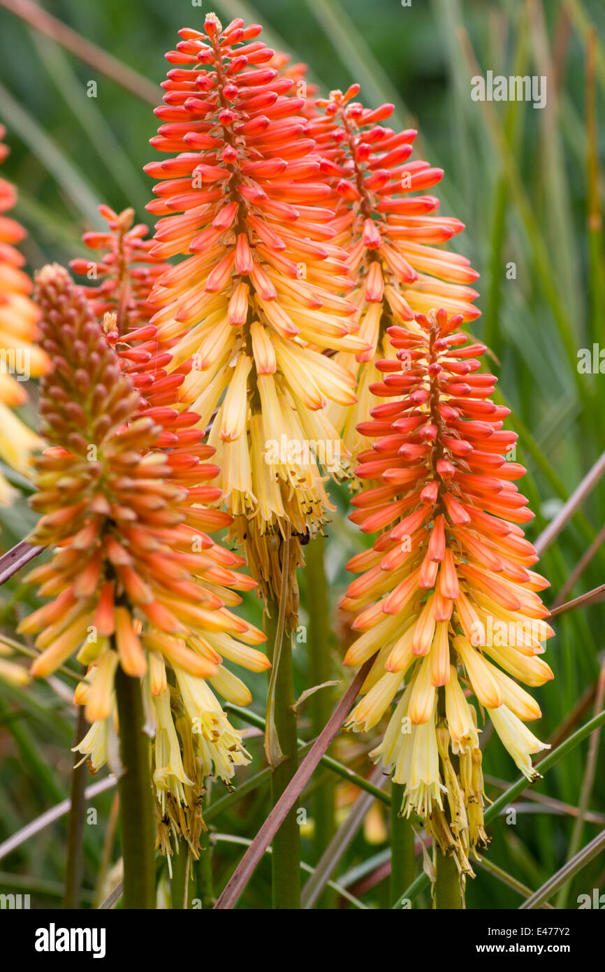 Tubular flowers of the South African red hot poker, Kniphofia ...