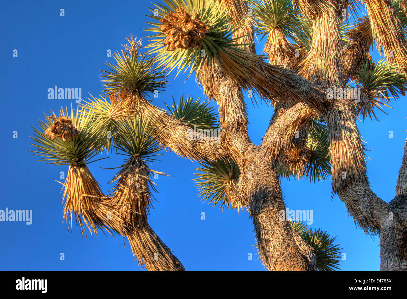 Joshua tree natural area hi-res stock photography and images - Alamy
