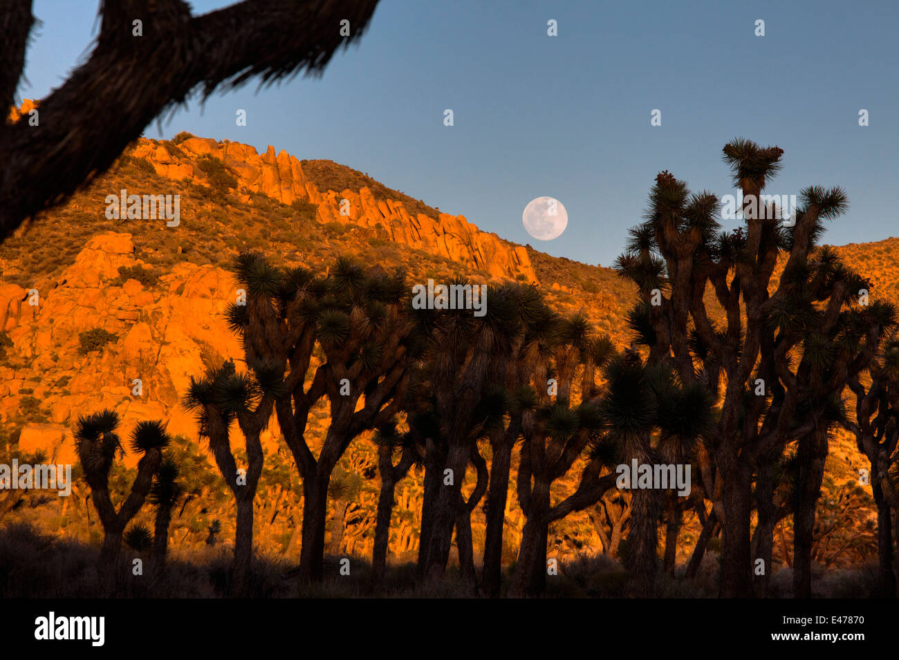 Joshua tree moon hi-res stock photography and images - Alamy