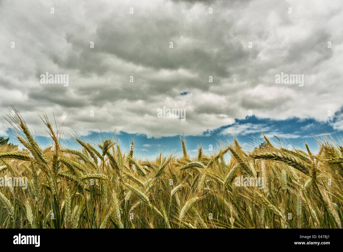 Triticale High Resolution Stock Photography and Images - Alamy