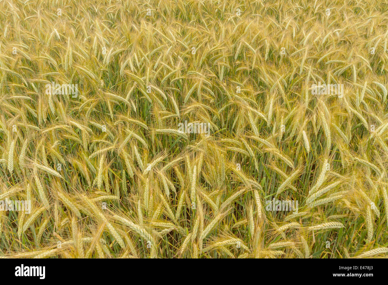 Triticale hi-res stock photography and images - Alamy