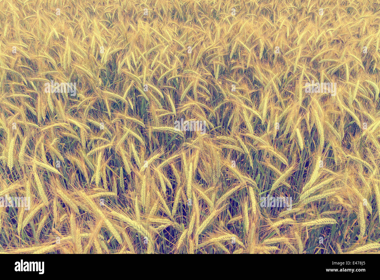 Triticale hi-res stock photography and images - Alamy