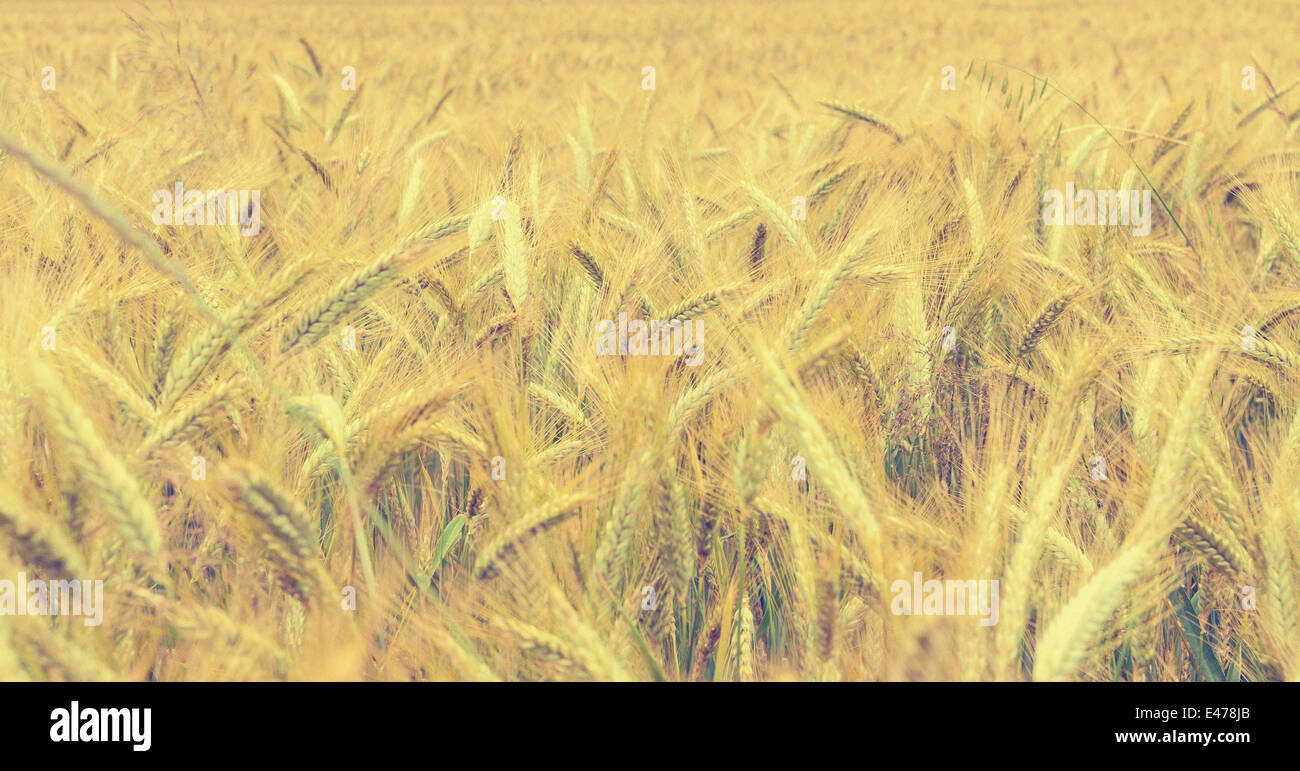 Triticale field, Poland Stock Photo - Alamy
