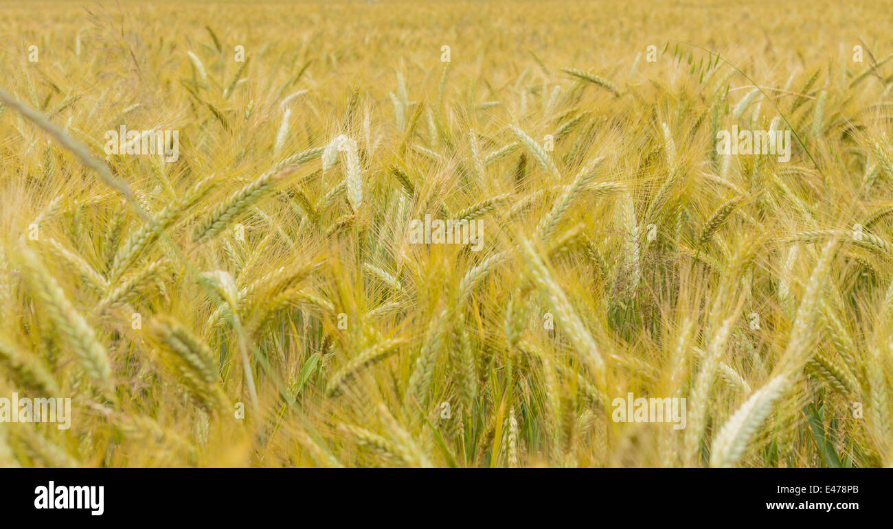 Triticale hi-res stock photography and images - Alamy