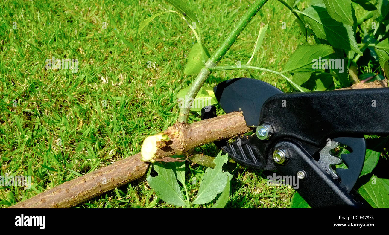 A lopper being used to cut a tree branch into smaller pieces England UK ...