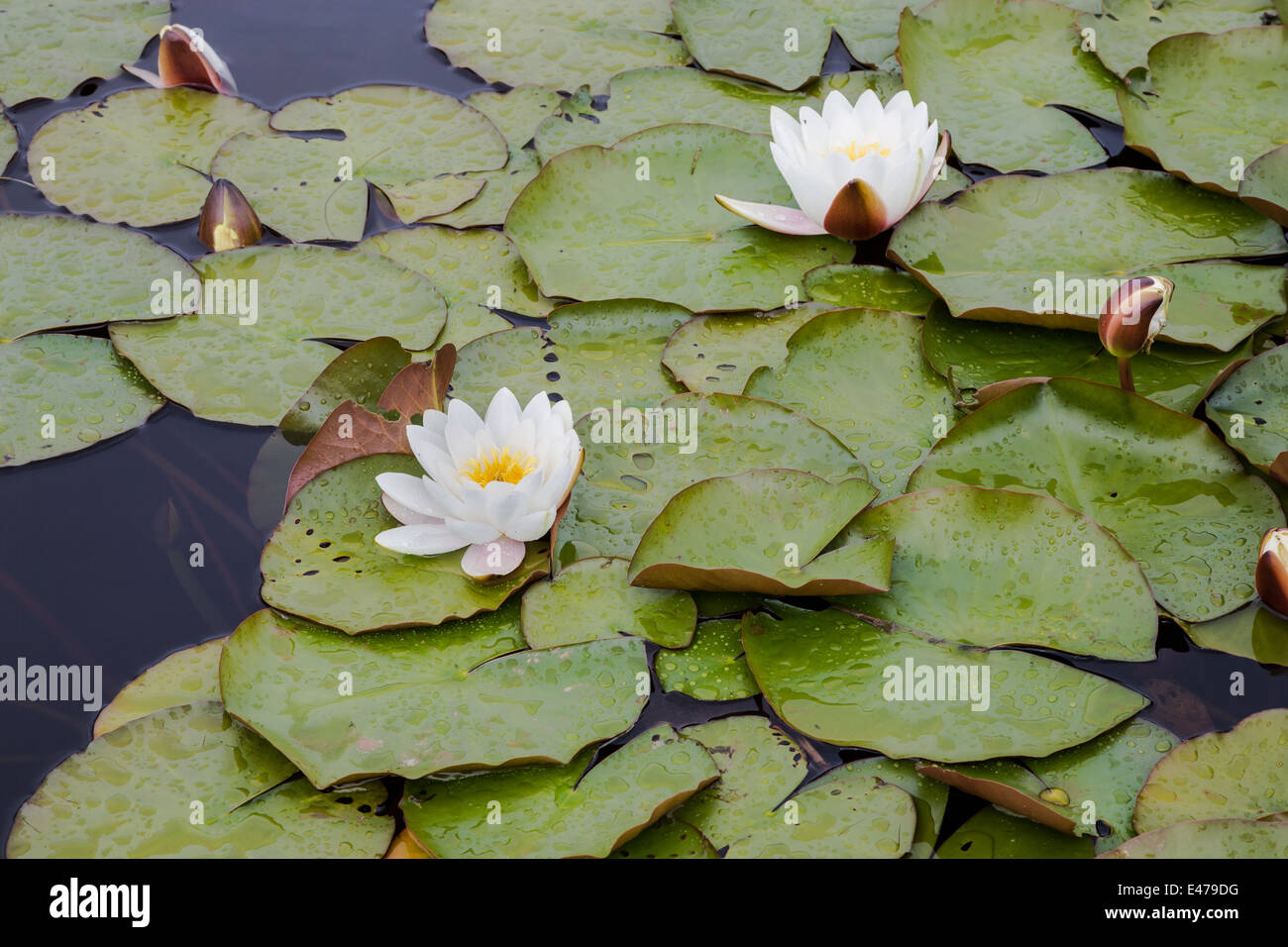 Newr hi-res stock photography and images - Alamy