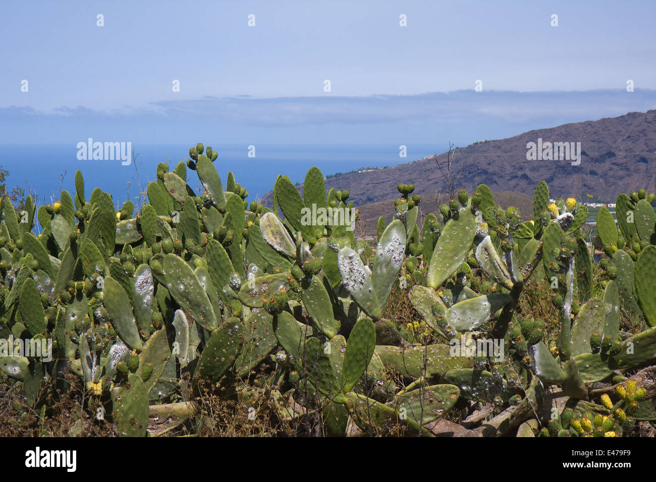 Cactus field with view at the ocean at La Palma, Canary Islands Stock ...