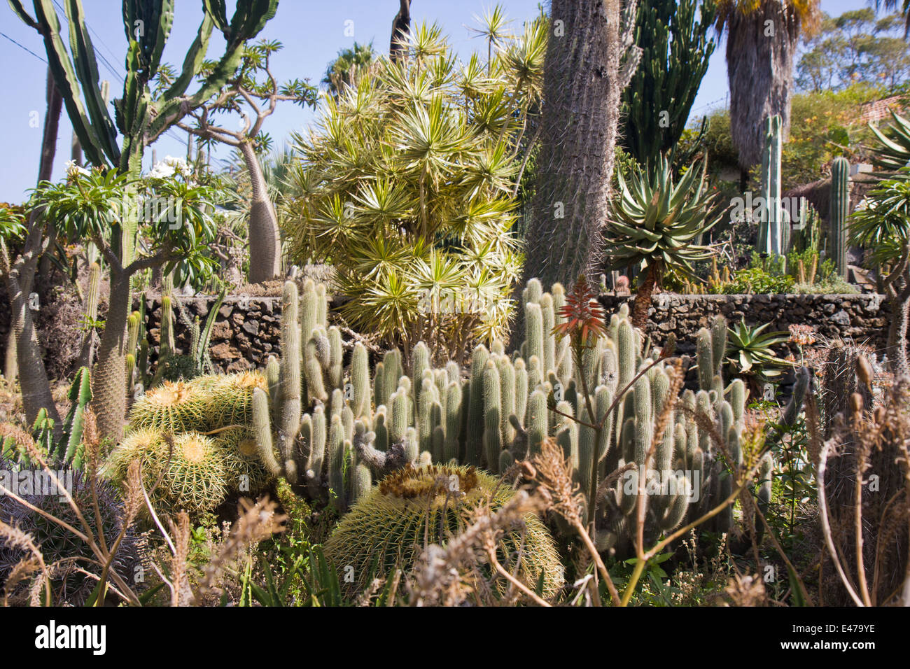 Cactus garden at La Palma, Canary Islands Stock Photo - Alamy