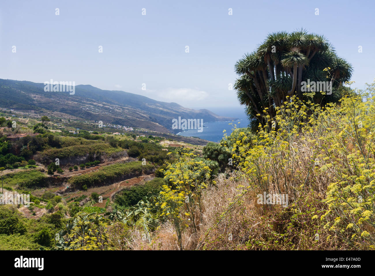 Lush vegetation at coast of La Palma, Spain Stock Photo - Alamy
