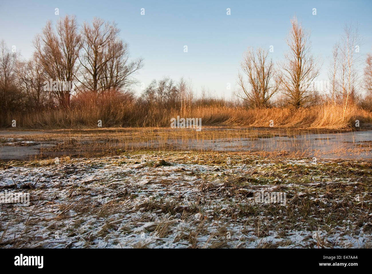 Frozen swamp hi-res stock photography and images - Alamy