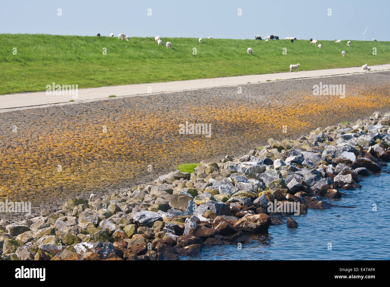 Massive Dutch breakwater with sheep Stock Photo - Alamy