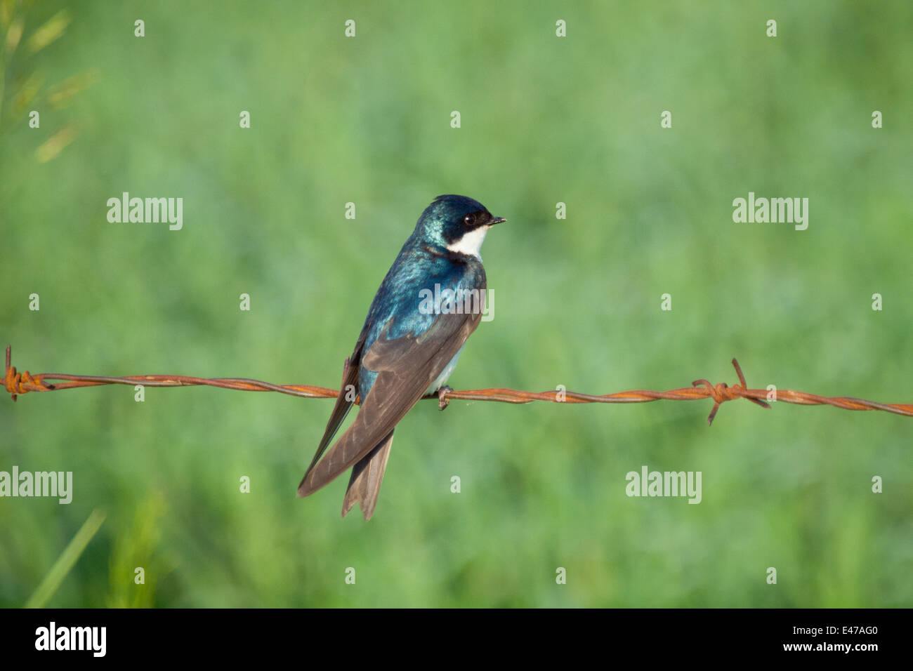 A male Tree Swallow (Tachycineta bicolor) perched on barbed wire ...