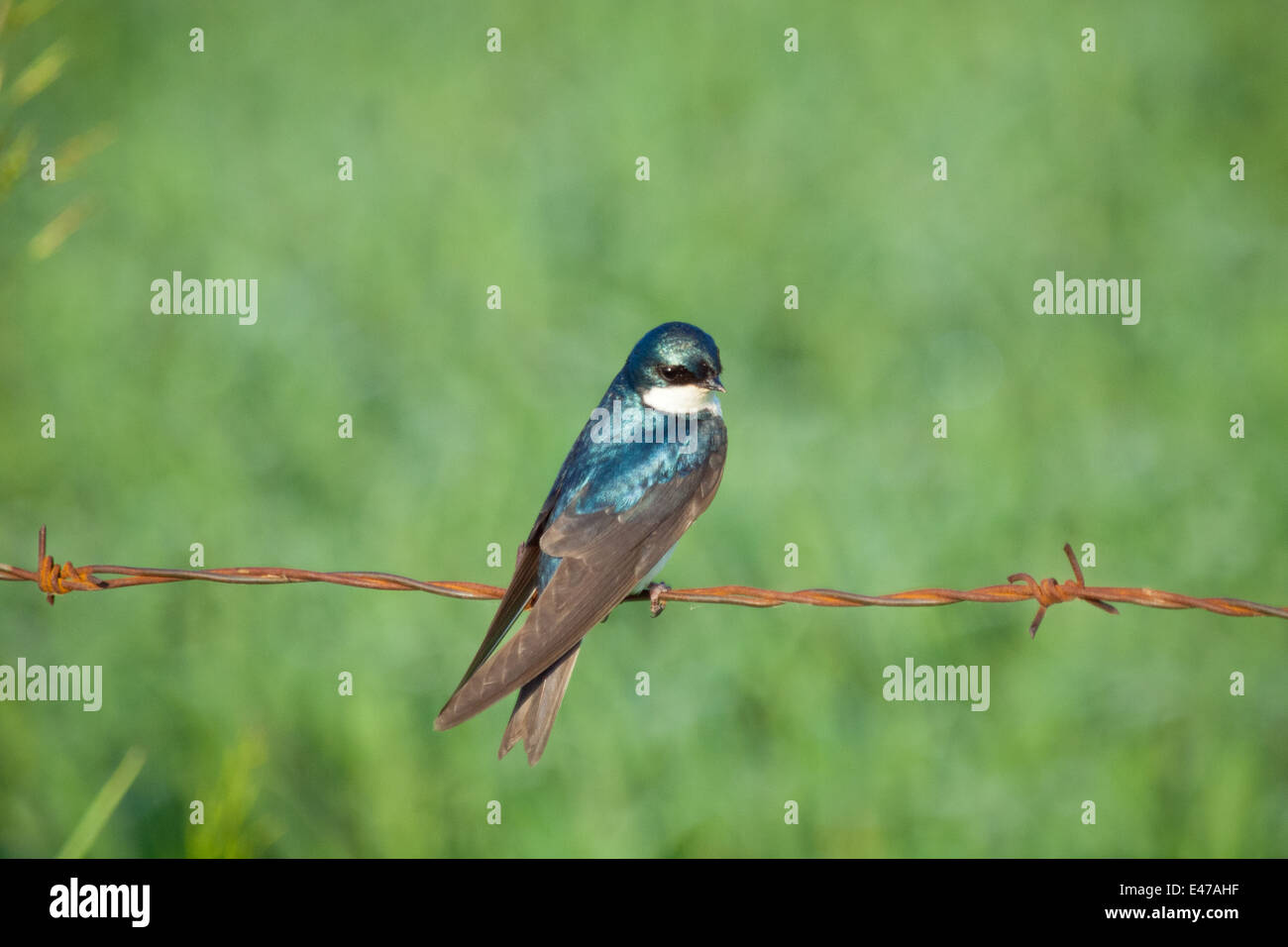 Tree swallow hi-res stock photography and images - Alamy