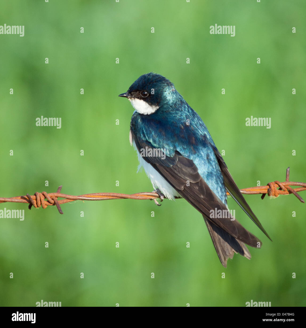 A male Tree Swallow (Tachycineta bicolor) perched on barbed wire ...