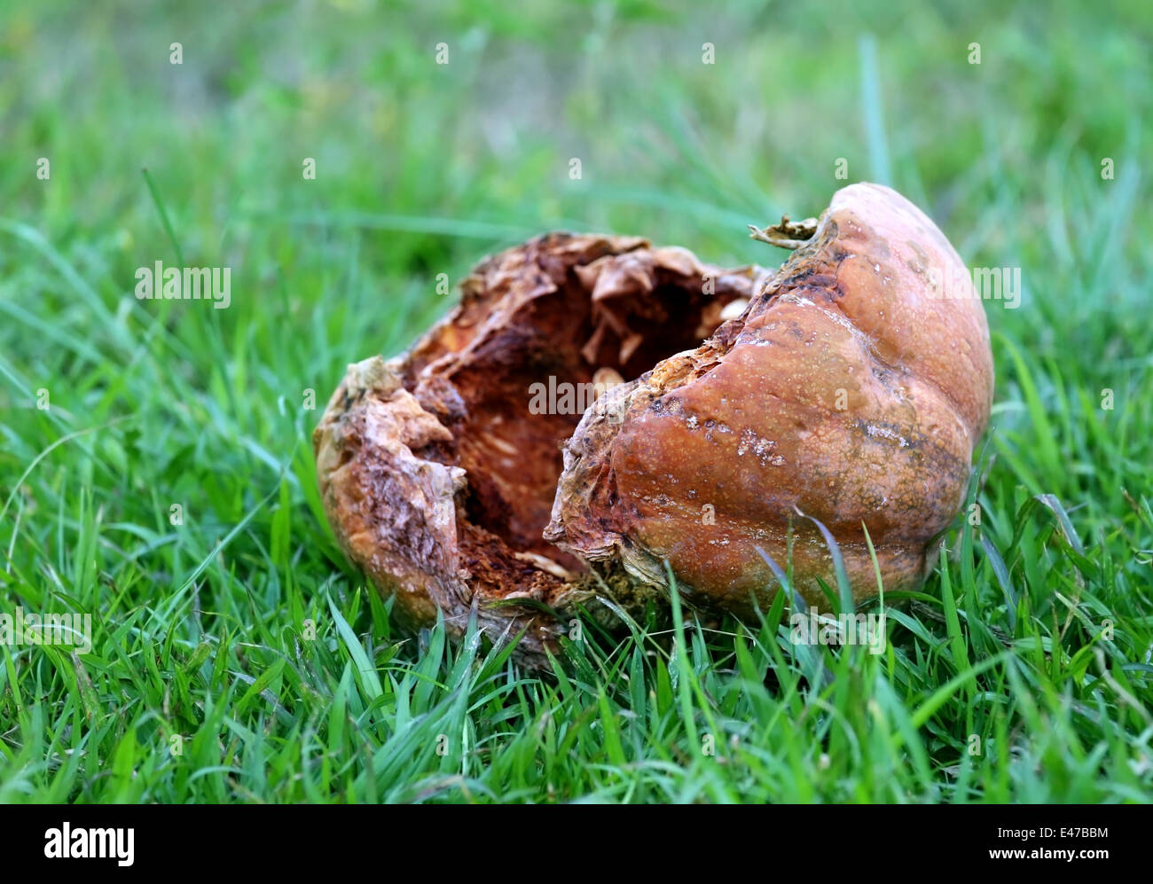 Damaged pumpkin hi-res stock photography and images - Alamy