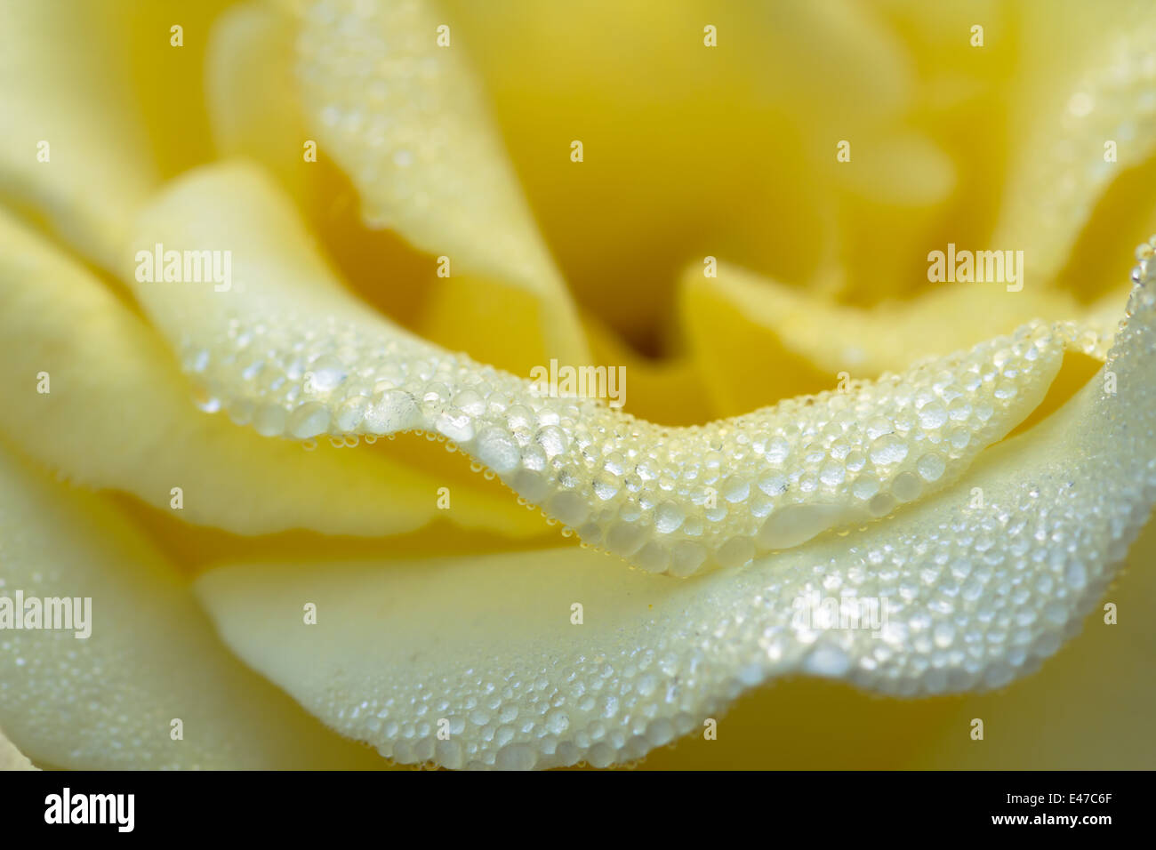 close-up of yellow rose with water drops shallow DOF Stock Photo - Alamy