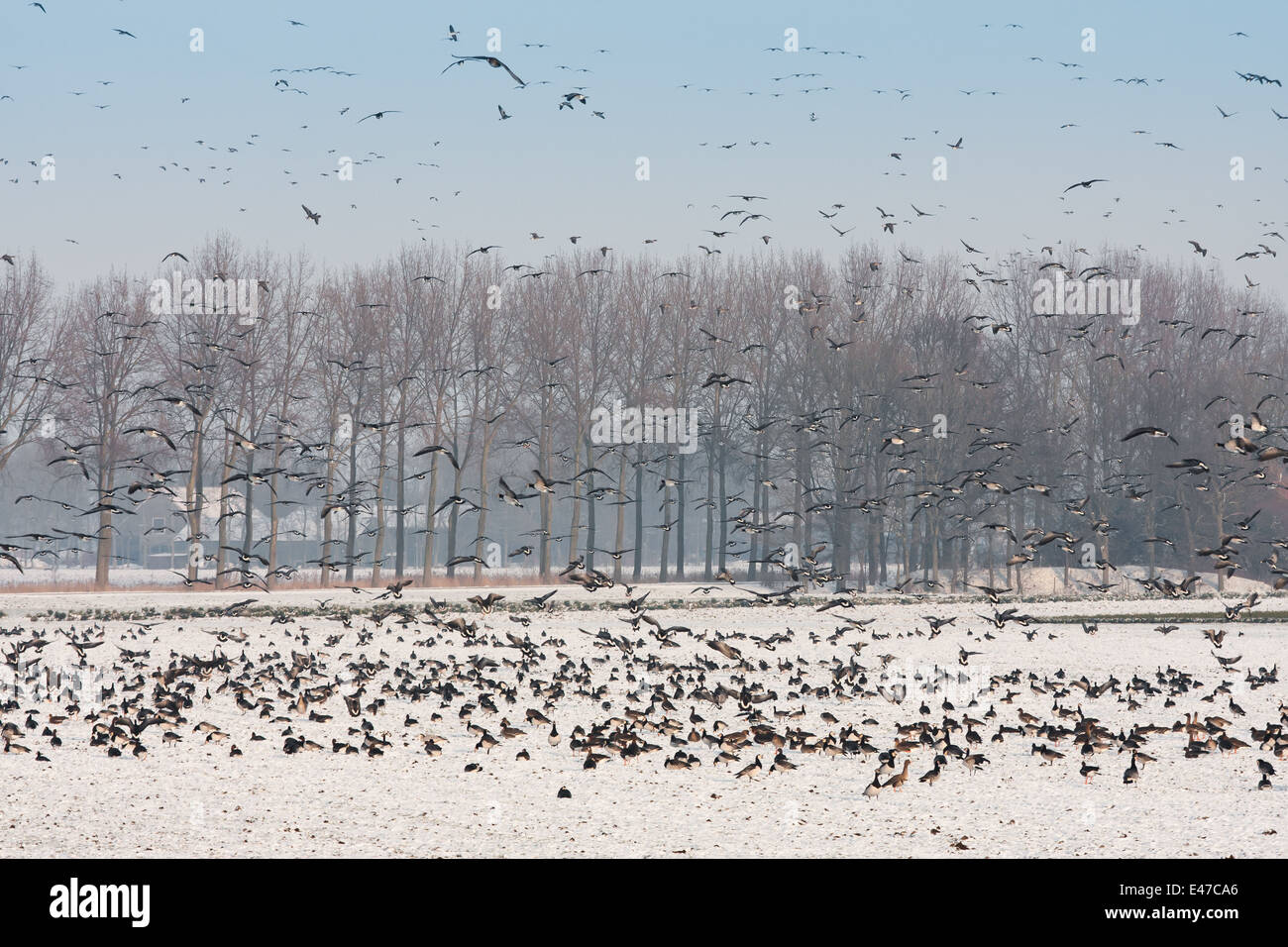 Many goose in a winter landscape of the Netherlands Stock Photo - Alamy