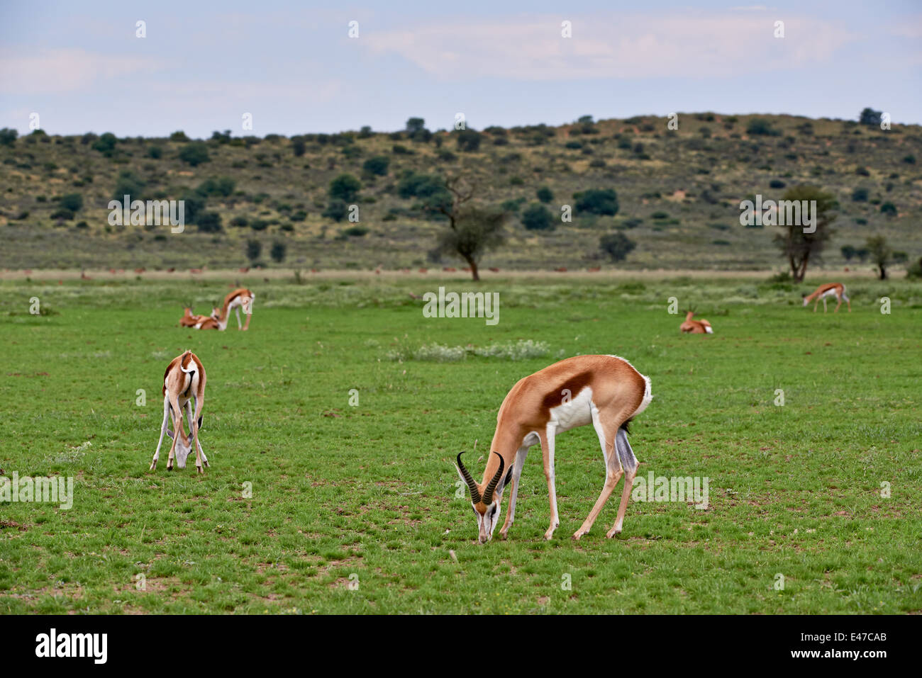 herd of Springboks, Antidorcas marsupialis, Kgalagadi Transfrontier ...